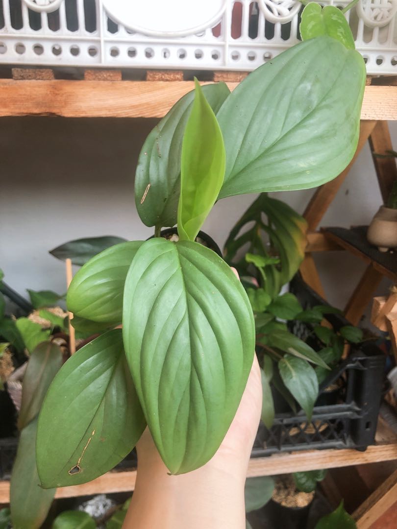 Scindapsus perakensis rare silver pothos plant trade, Furniture & Home ...