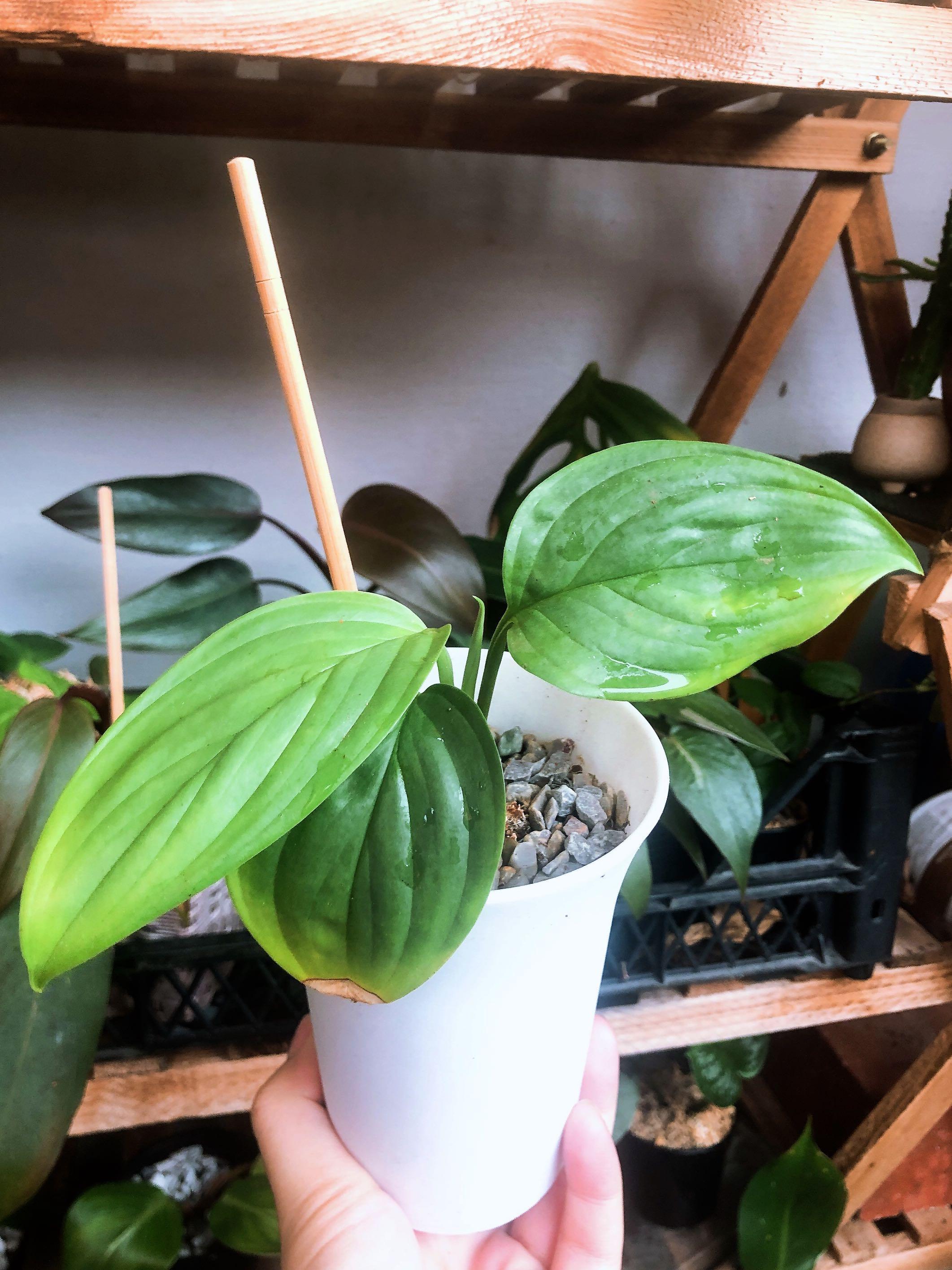 Scindapsus perakensis rare silver pothos plant trade, Furniture & Home ...