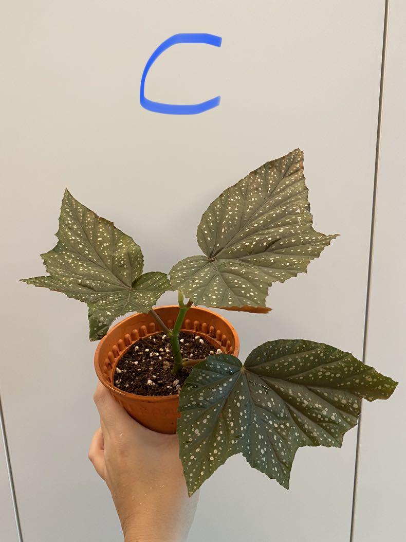 Begonia Batwing, Furniture & Home Living, Gardening, Plants & Seeds on ...