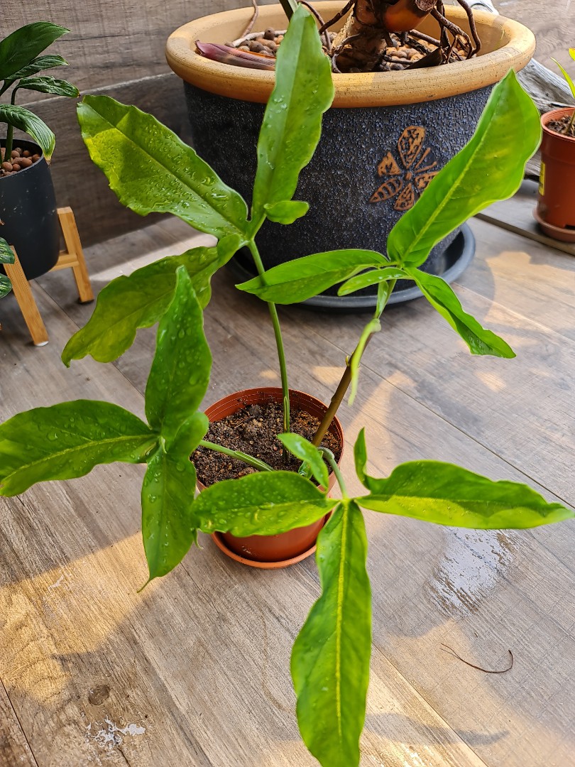 Syngonium Arrowhead Plant Trileaf Wonder (largest leaf 15cm), Furniture ...