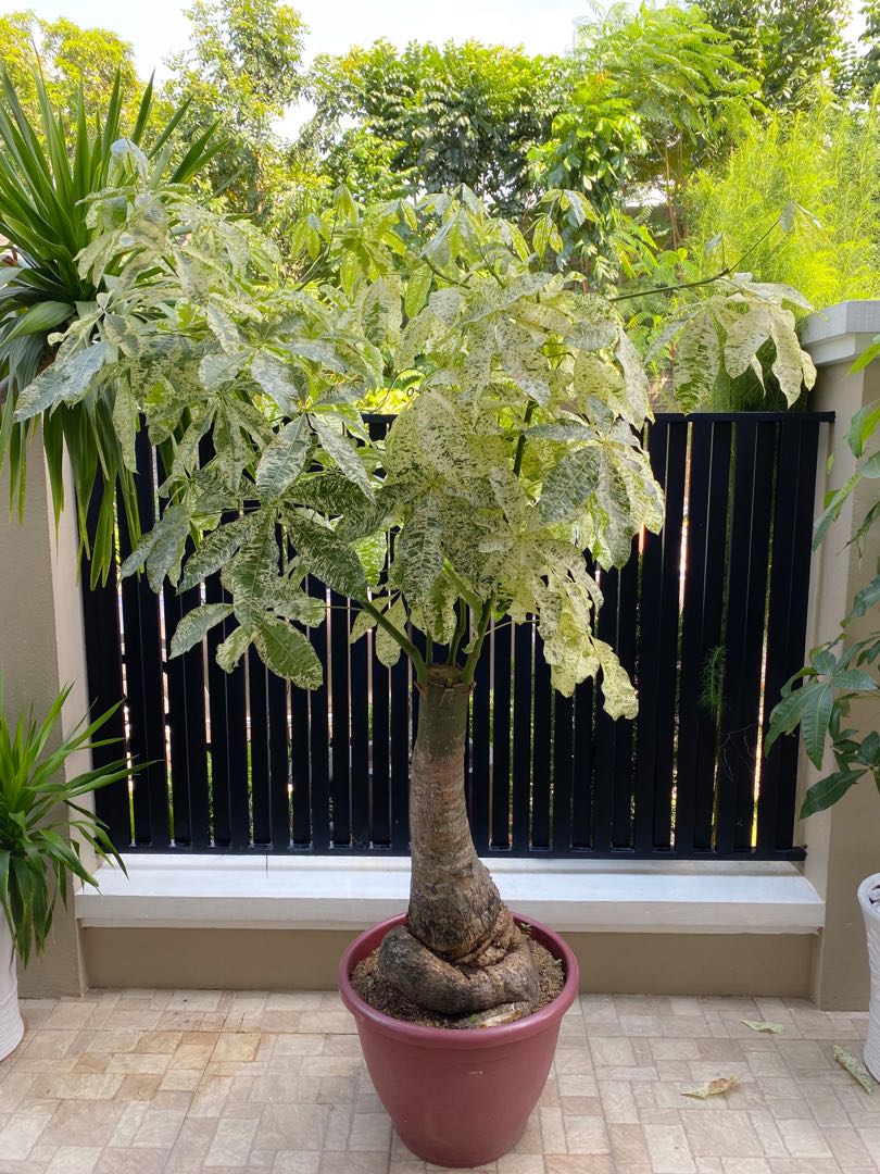 Variegated Money Tree 7ft big trunk bonsai type, Furniture & Home ...