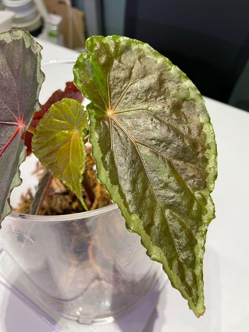 Begonia baramensis ‘sarawak’, Furniture & Home Living, Gardening ...