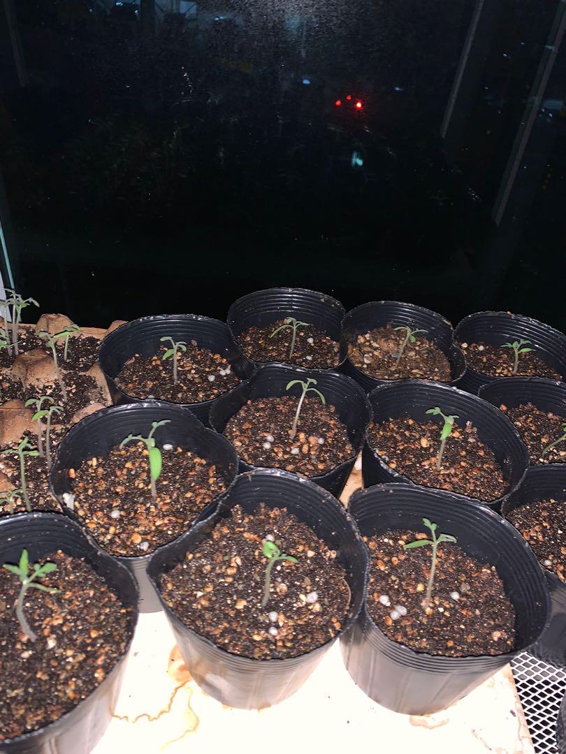 Cherry Tomato Sproutlings, Furniture & Home Living, Gardening, Plants ...