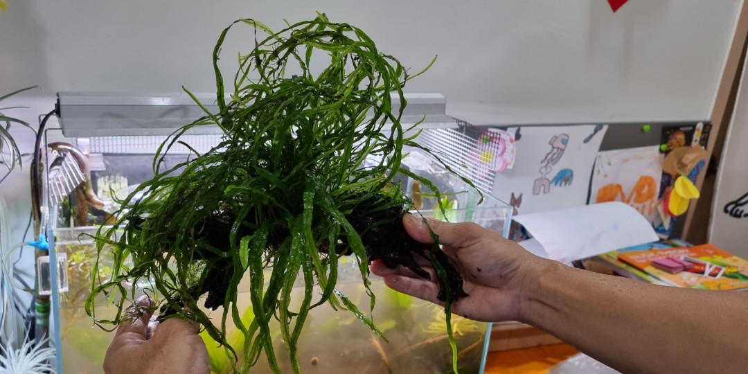 Needle leaf java fern/ Microsorum pteropus on dirft wood, Furniture ...