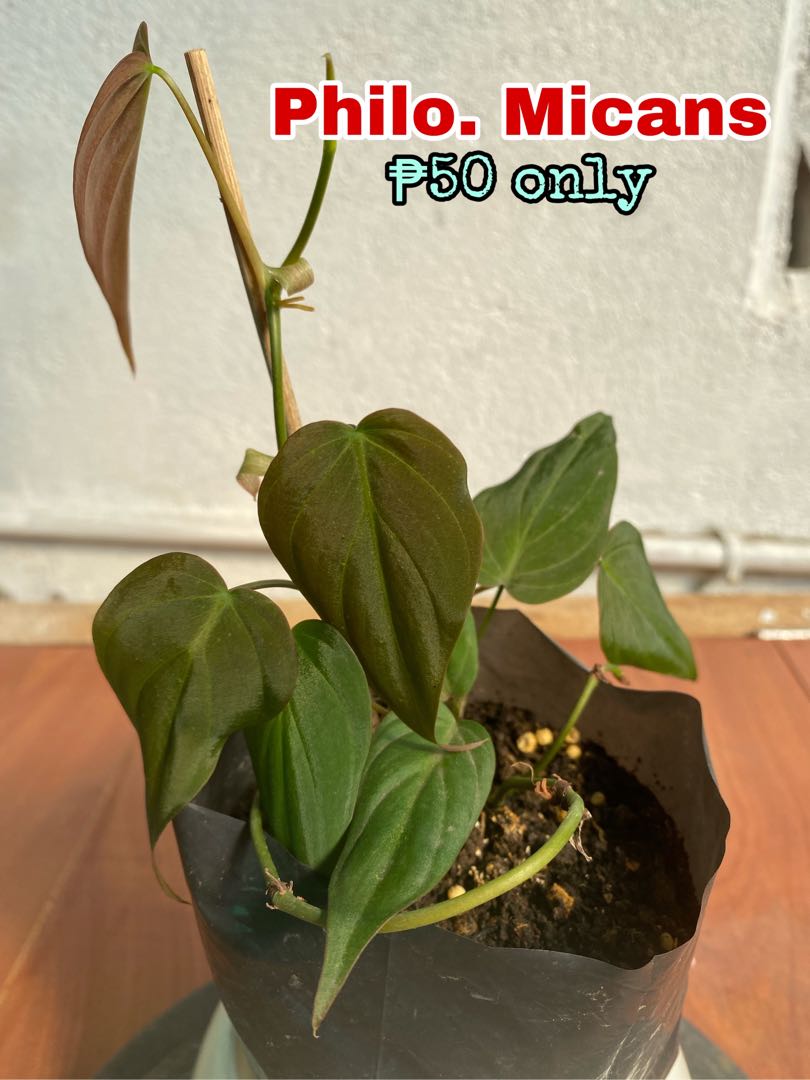 Philo. Micans, Furniture & Home Living, Gardening, Plants & Seeds on ...