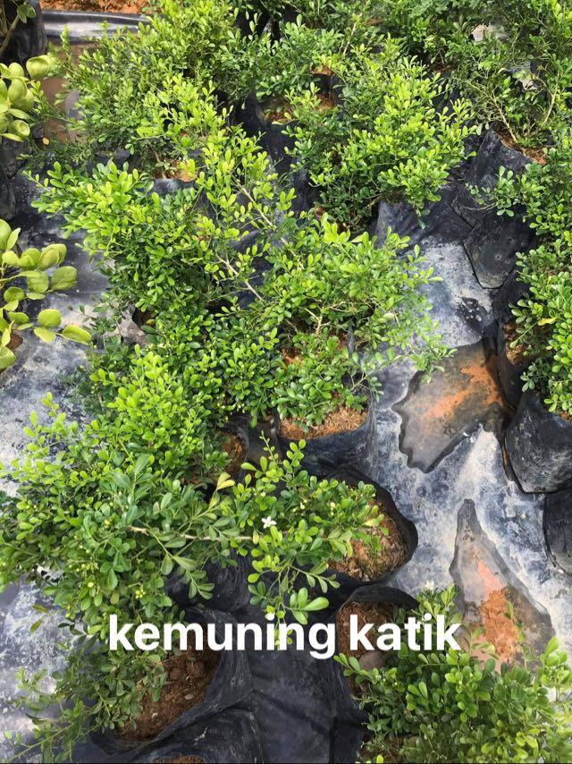 Pokok bunga wangi kemuning katik, Furniture & Home Living, Gardening ...