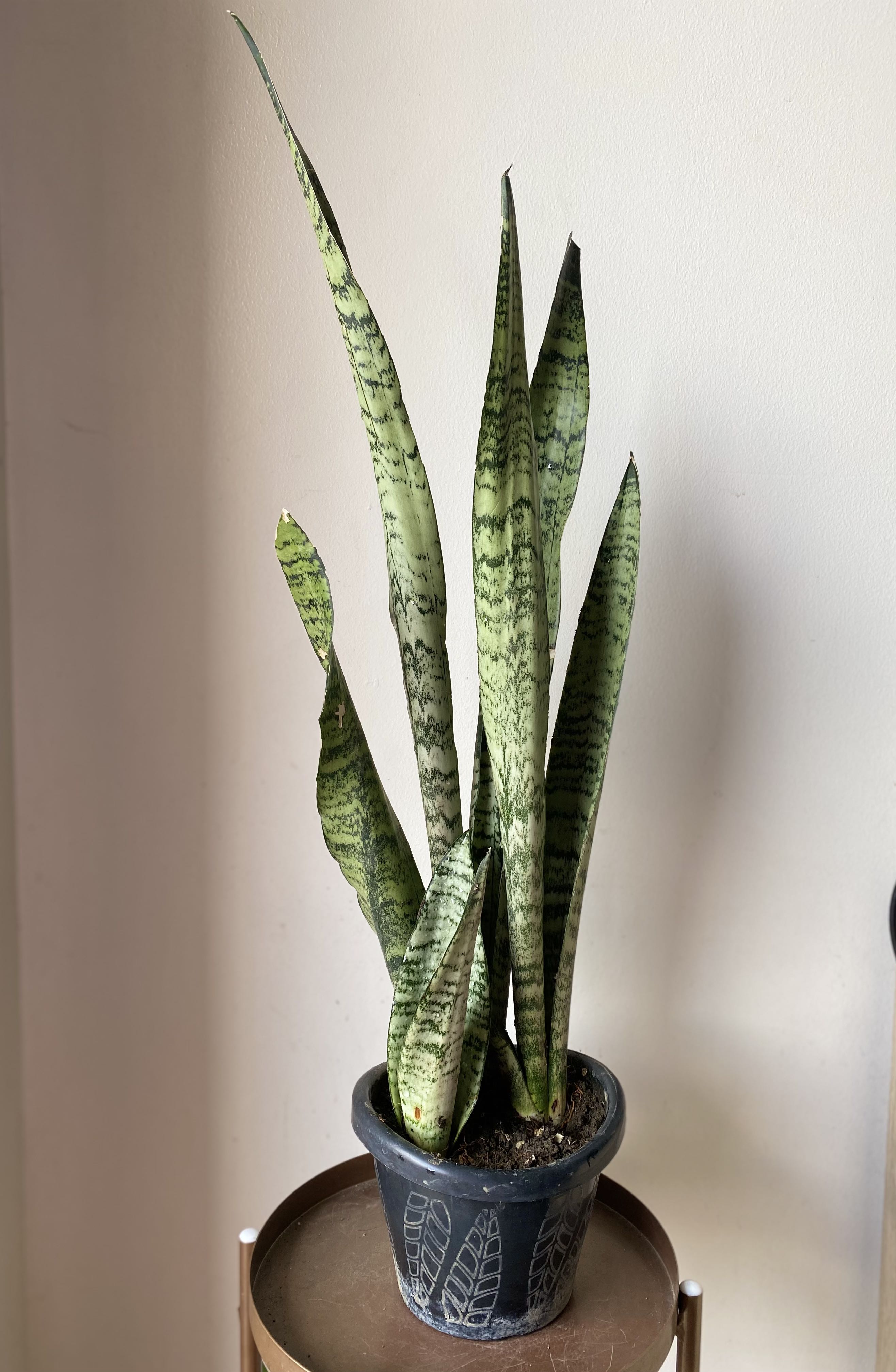 Snakeplant, Furniture & Home Living, Gardening, Plants & Seeds on Carousell