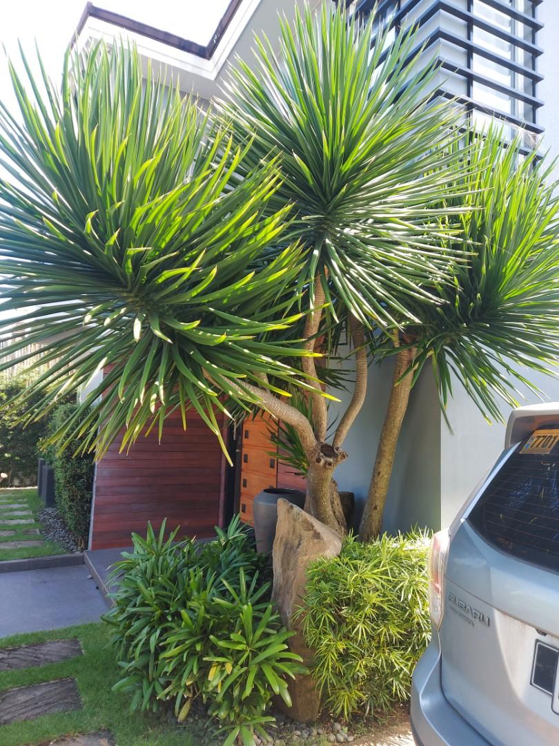 Yucca Multi Branch, Furniture & Home Living, Gardening, Plants & Seeds ...