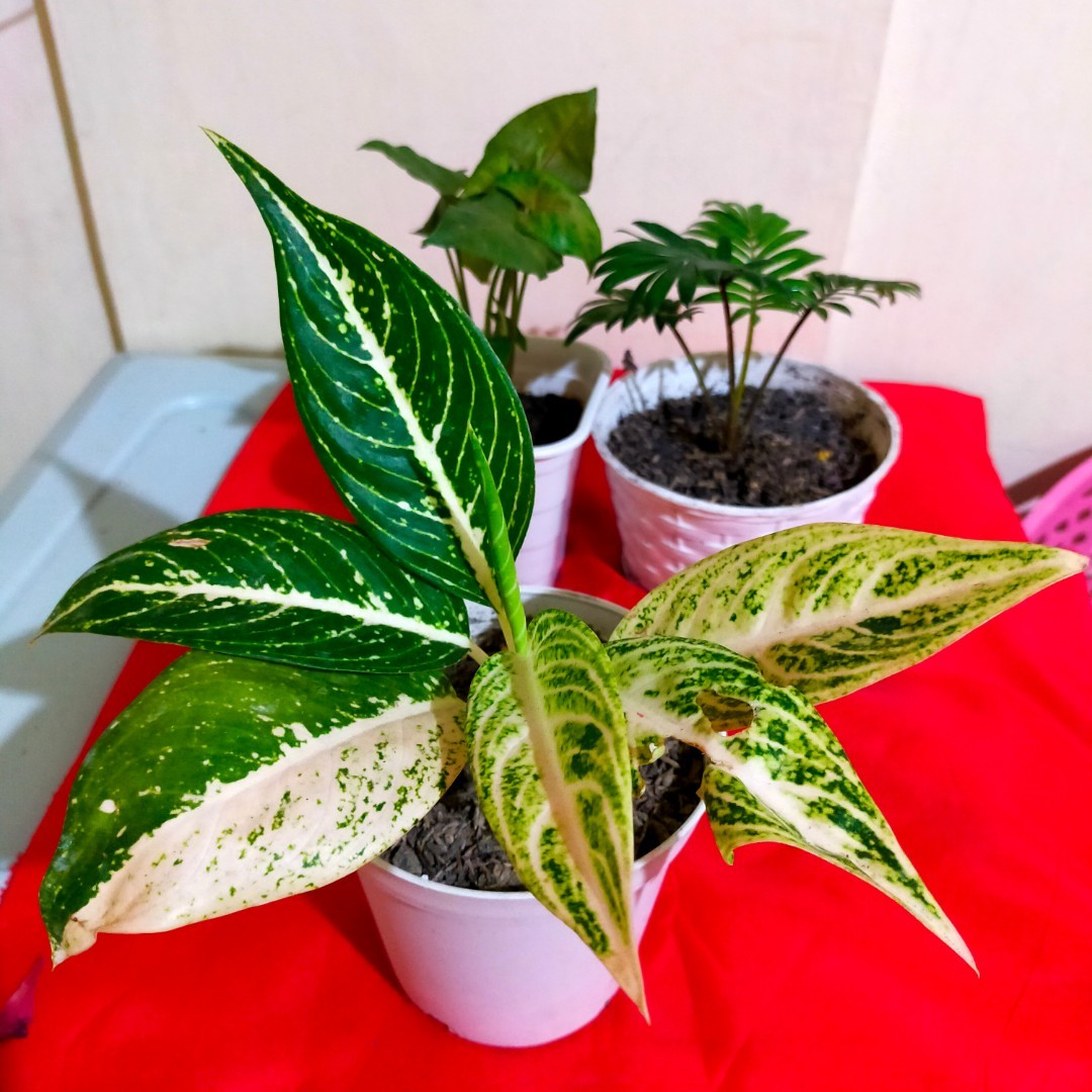 Aglaonema white legacy, Furniture & Home Living, Gardening, Plants ...