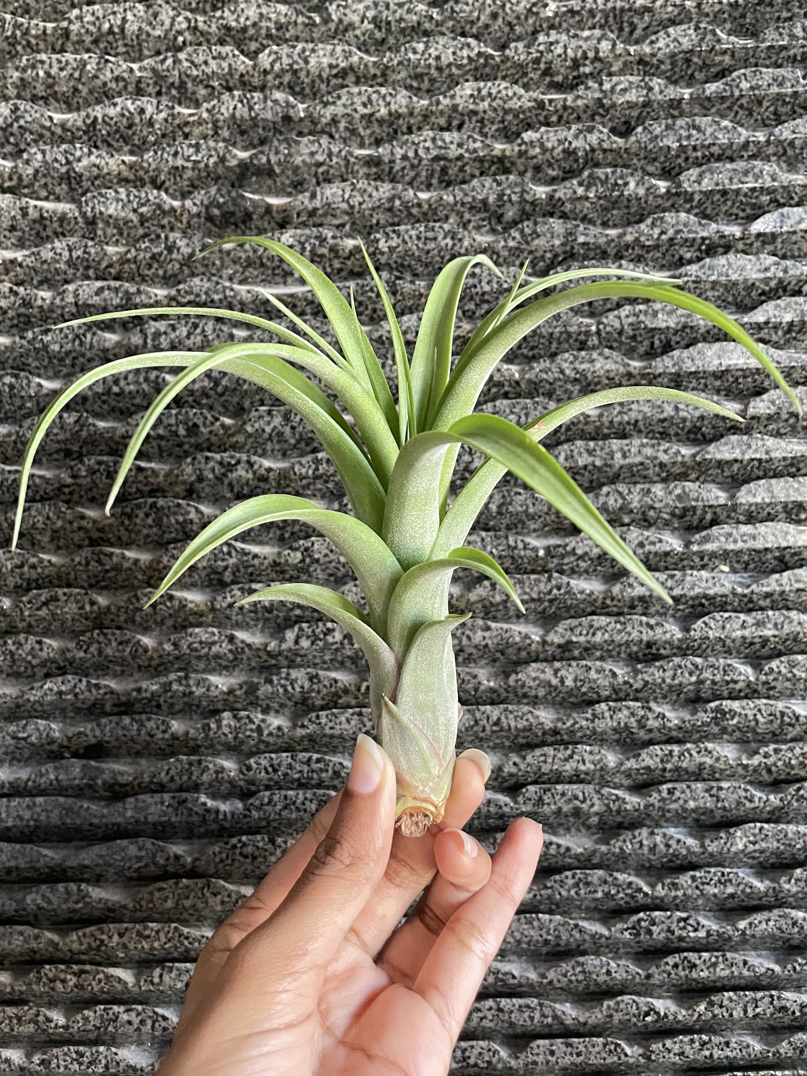 Bauple , streptophylla x brachylous air plant airplants airplant air ...