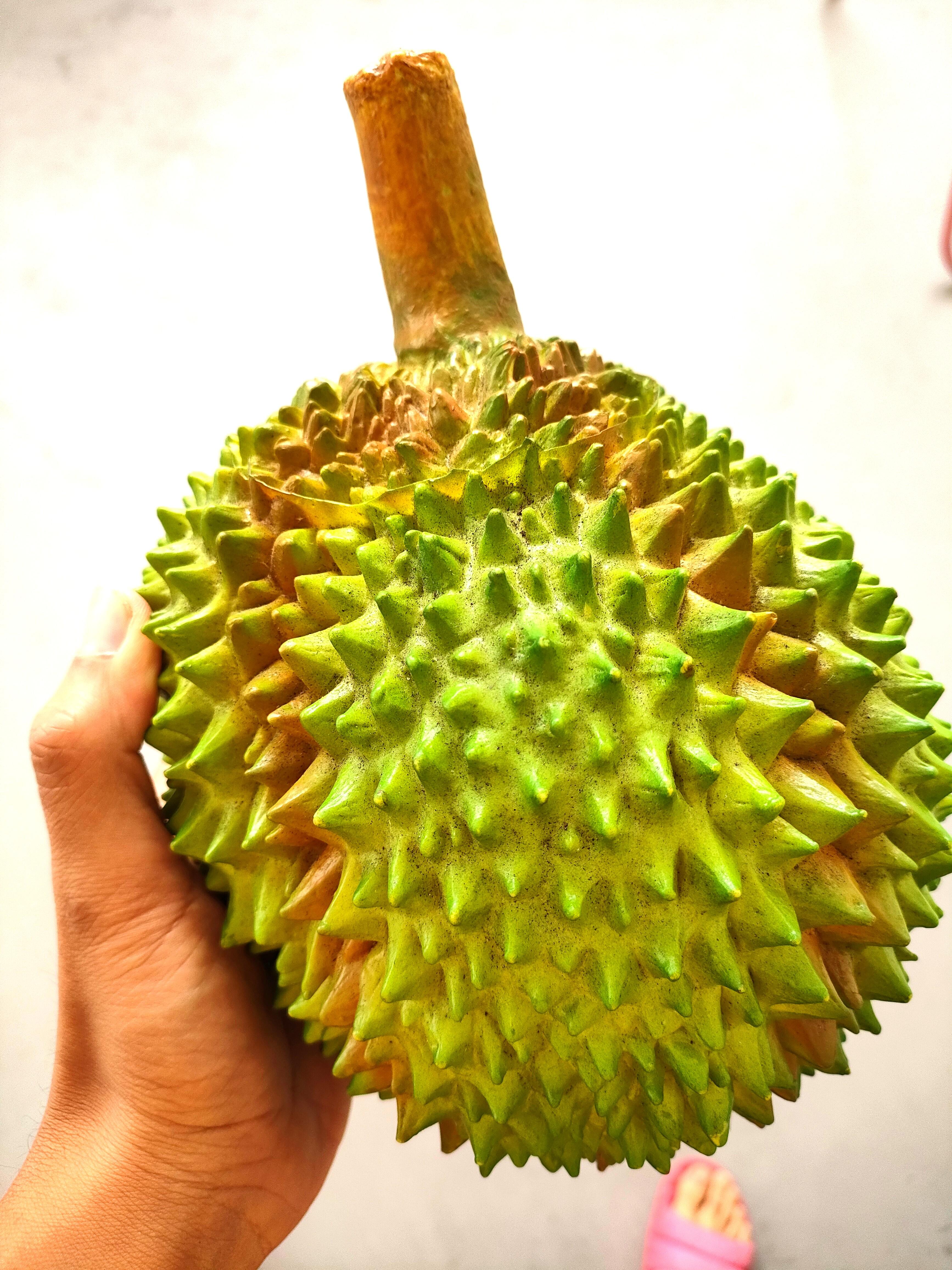 Durian Display, Furniture & Home Living, Home Decor, Other Home Decor ...
