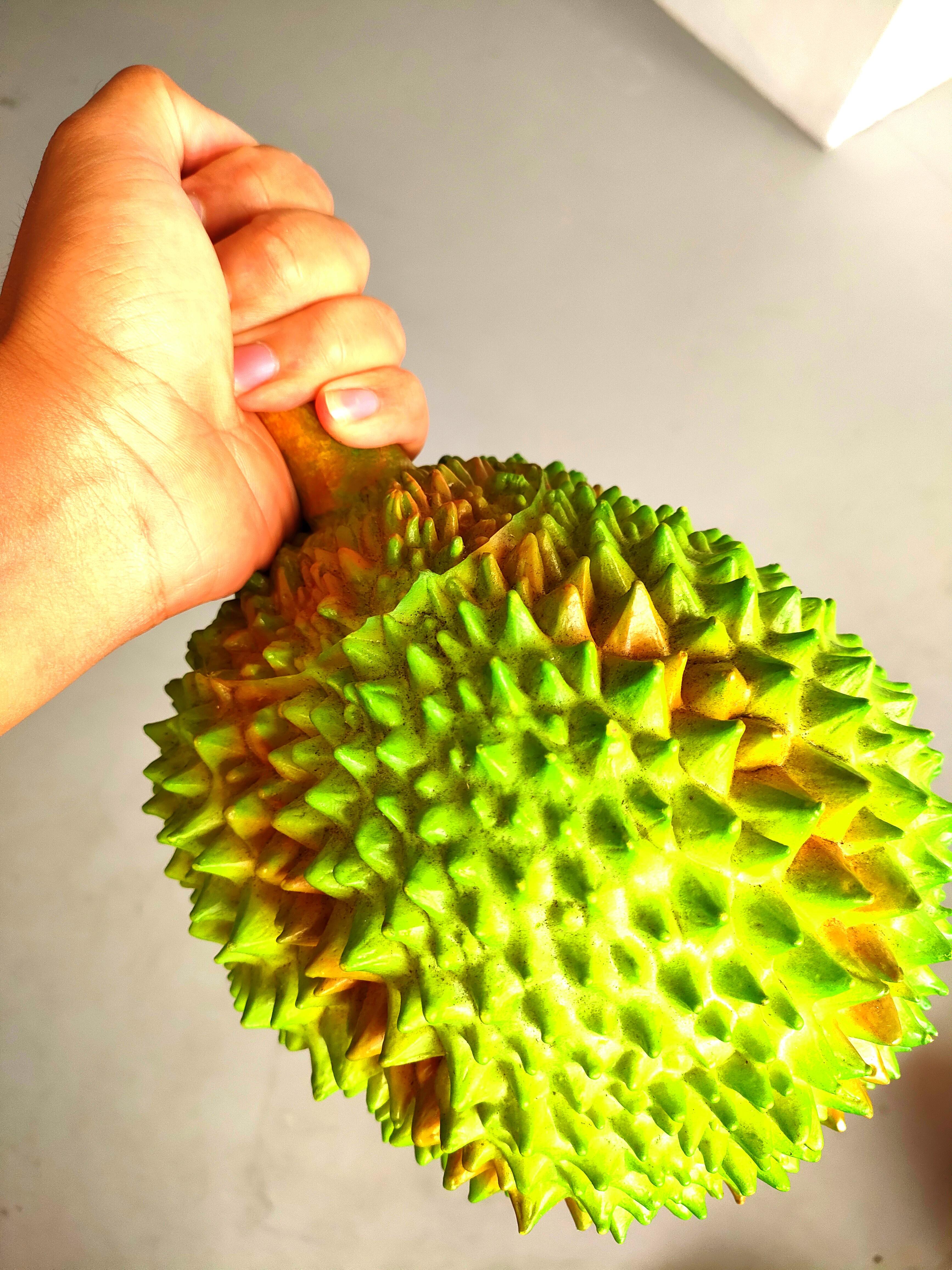 Durian Display, Furniture & Home Living, Home Decor, Other Home Decor ...