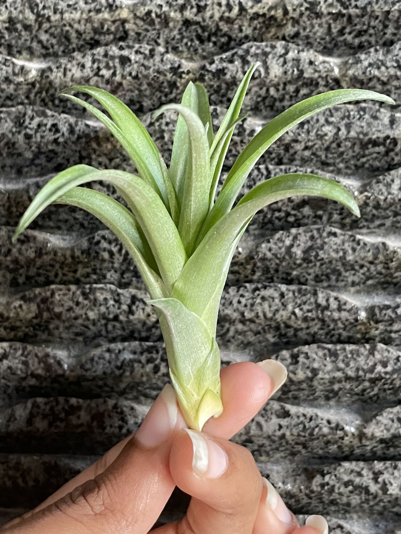 Flabellata x Brachylous pup airplant air plant airplants air plants ...