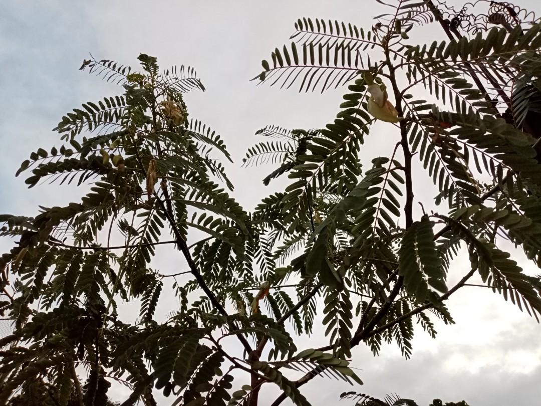 Katuday o katuray, Furniture & Home Living, Gardening, Plants & Seeds ...