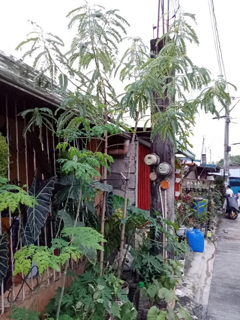 Katuday o katuray, Furniture & Home Living, Gardening, Plants & Seeds ...