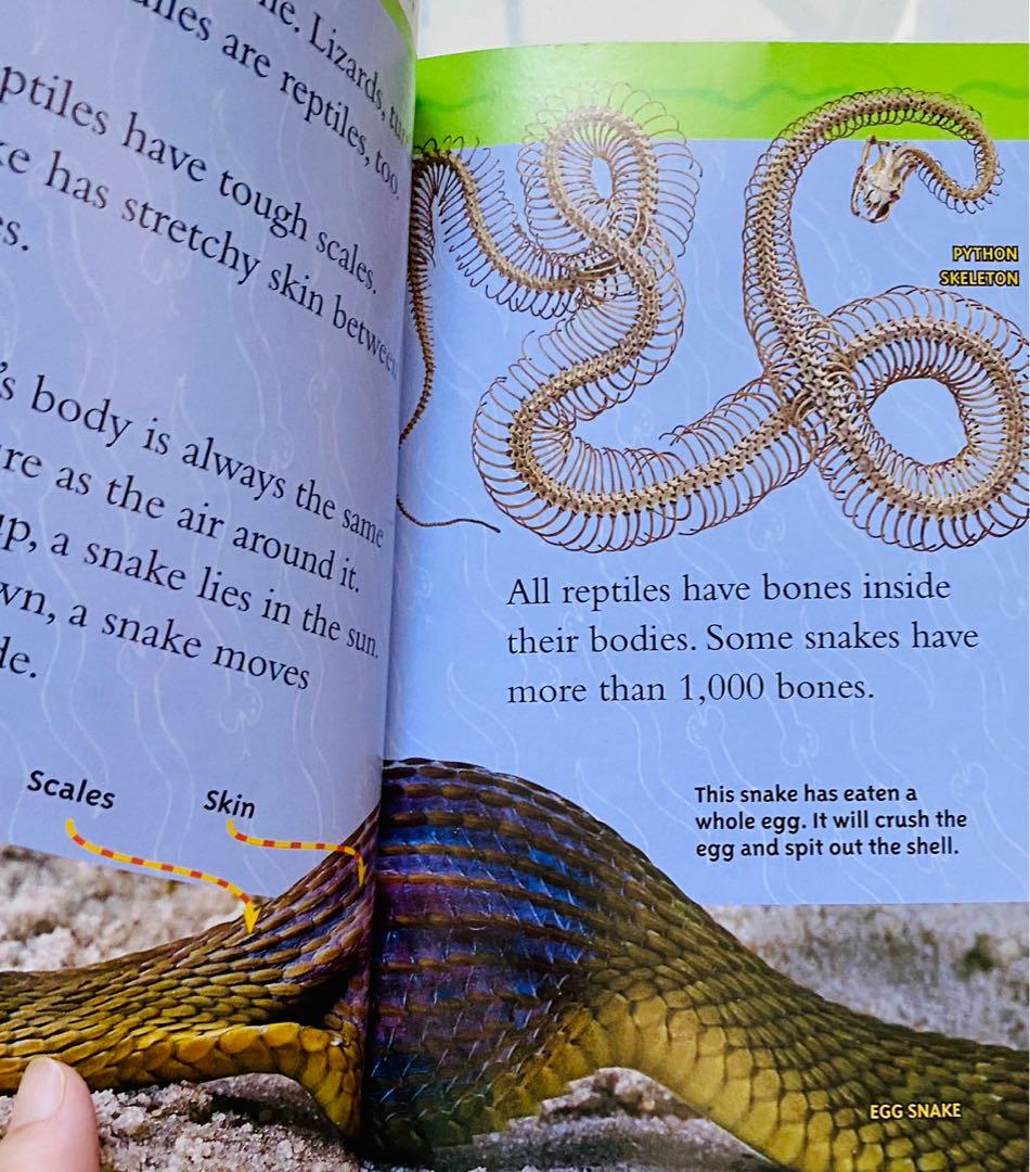 National Geographic Kids-Snakes (L2), Hobbies & Toys, Books & Magazines ...