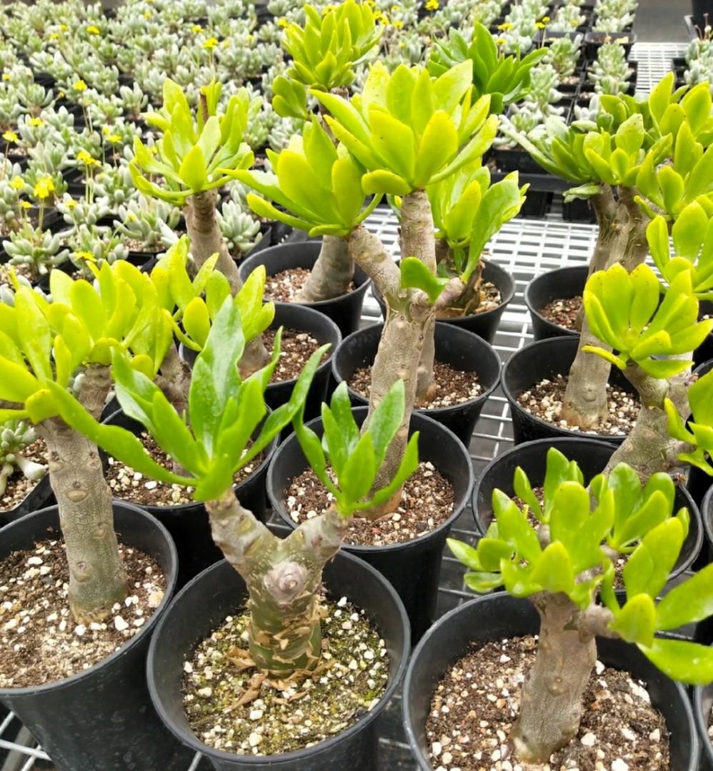 Tylecodon Paniculata, Furniture & Home Living, Gardening, Plants ...