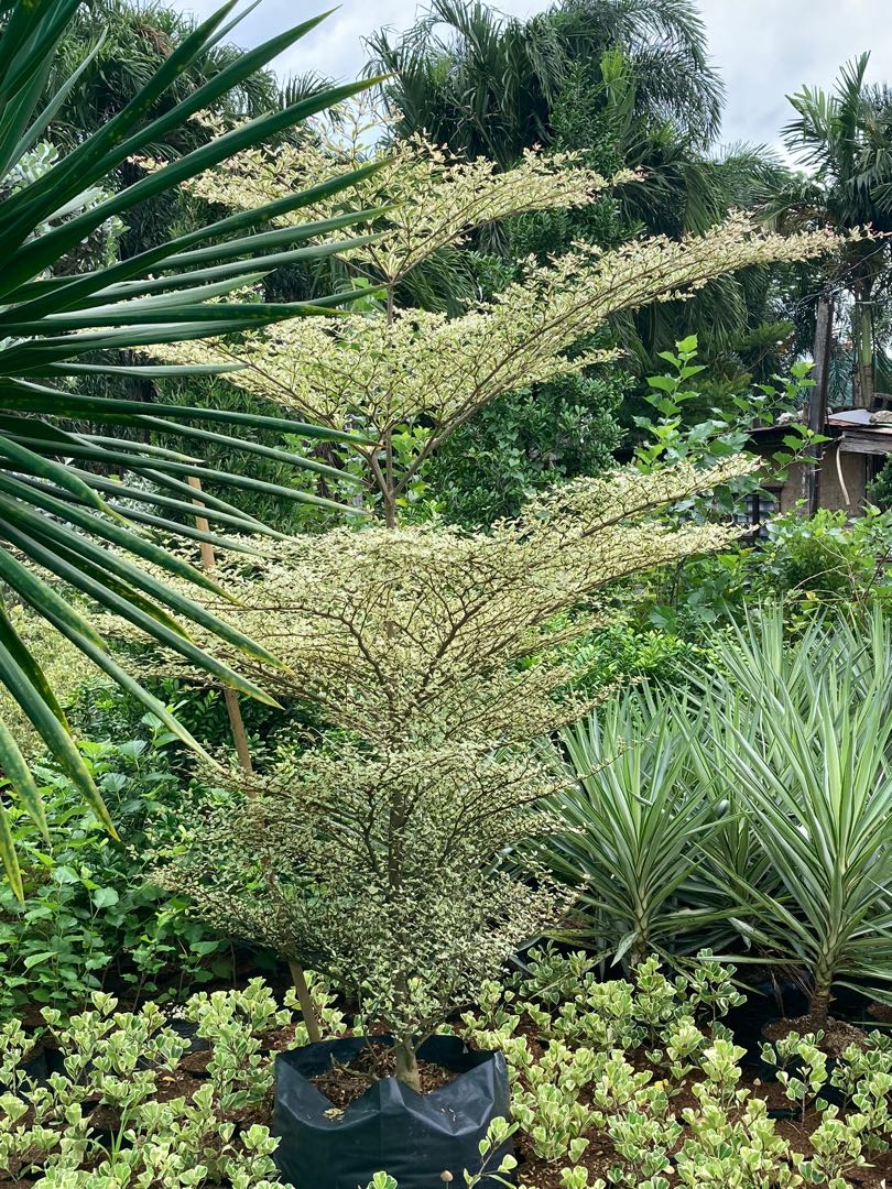 African talisay 7ft, Furniture & Home Living, Gardening, Plants & Seeds ...