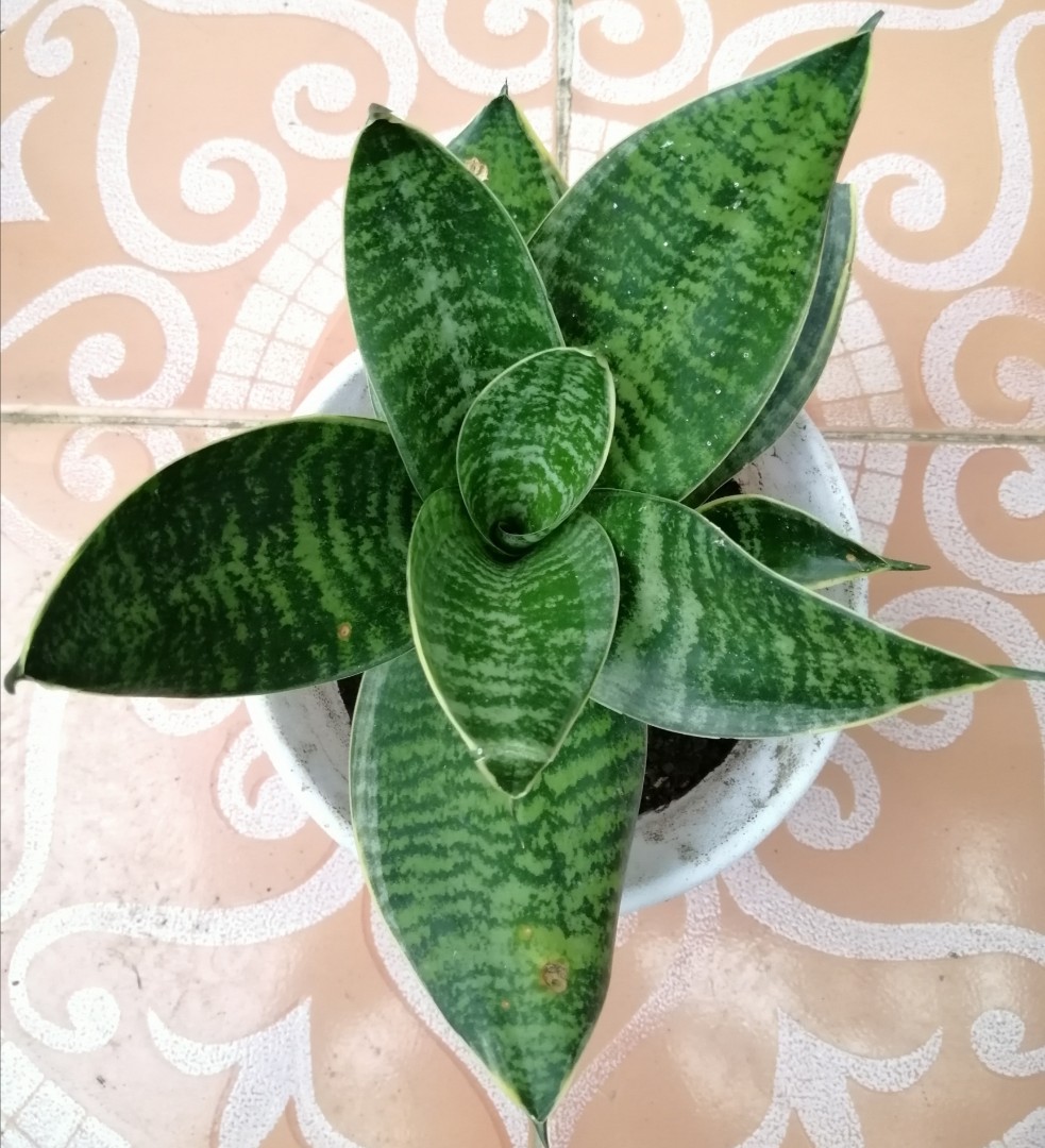 Dwarf Snake Plant, Furniture & Home Living, Gardening, Plants & Seeds ...