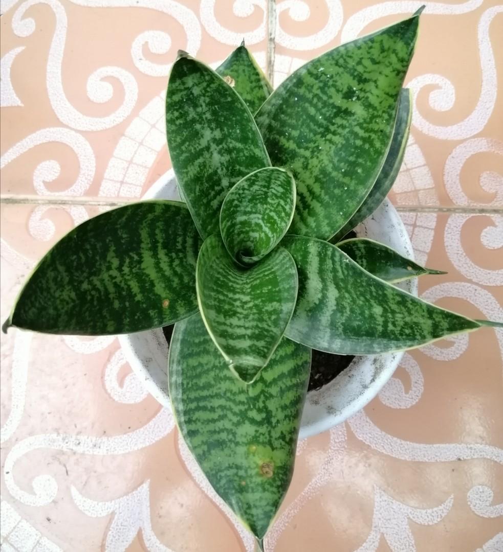 Dwarf Snake Plant, Furniture & Home Living, Gardening, Plants & Seeds ...