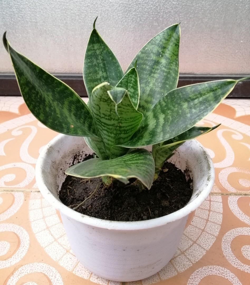 Dwarf Snake Plant, Furniture & Home Living, Gardening, Plants & Seeds ...