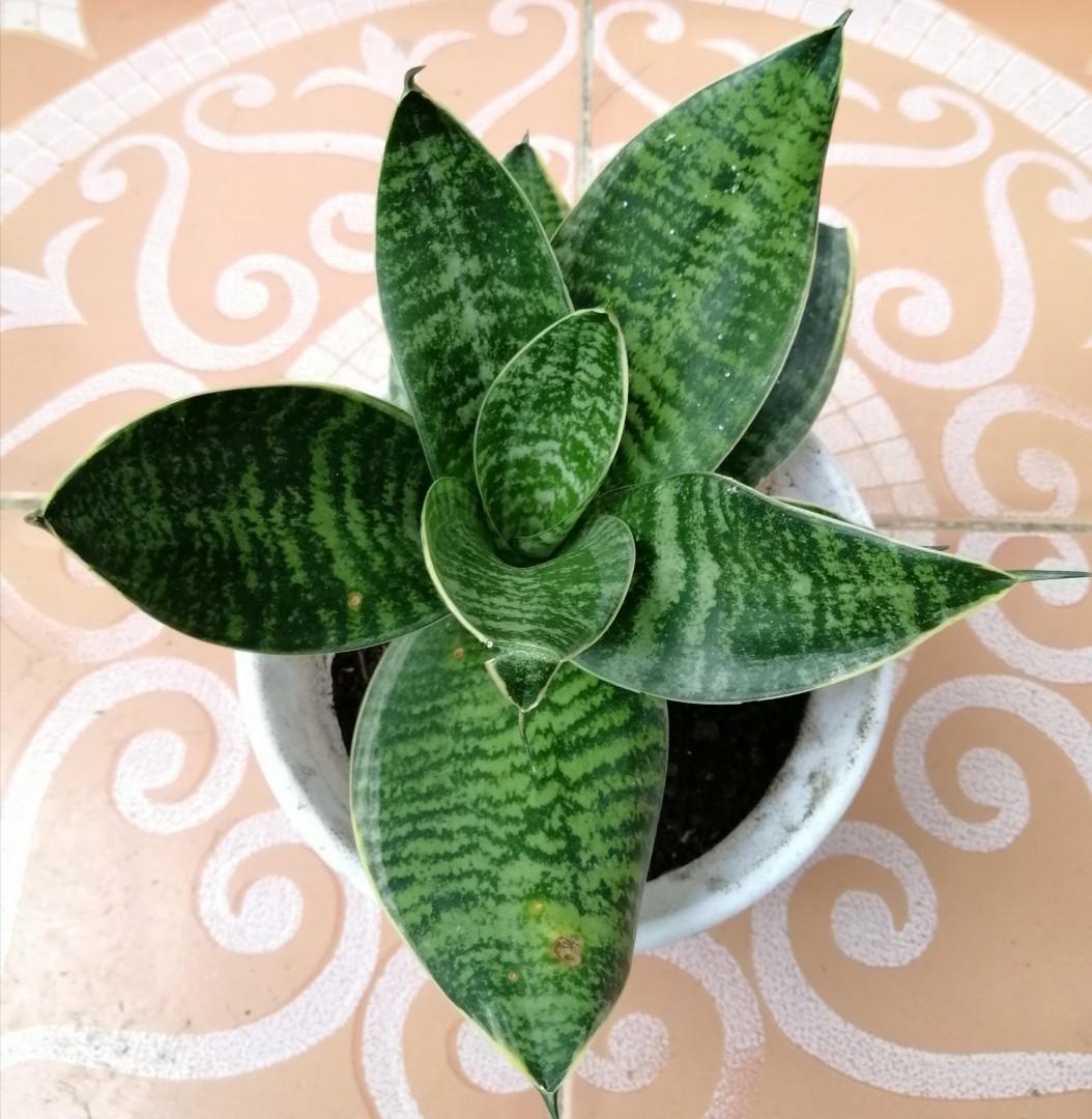 Dwarf Snake Plant, Furniture & Home Living, Gardening, Plants & Seeds ...