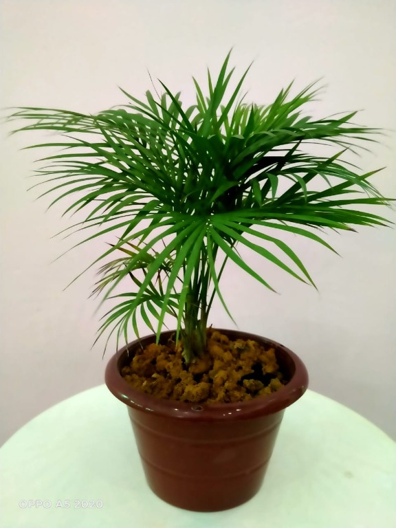 Java Palm (Real Plant)25, Furniture & Home Living, Gardening, Plants ...
