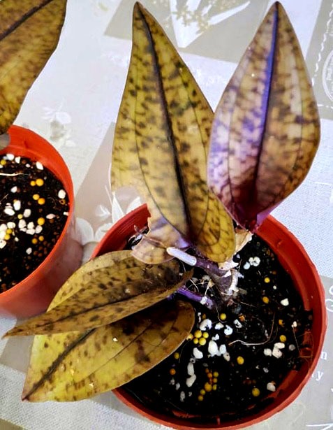 Jewel Orchid: Nephelaphyllum pulchrum (speices), Furniture & Home ...