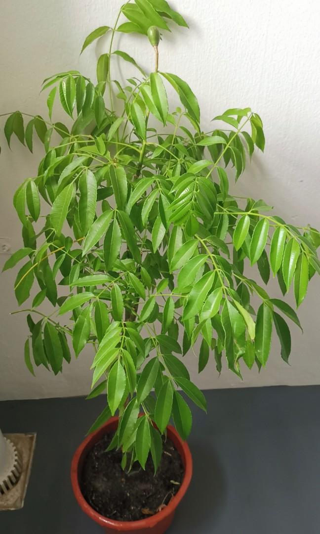 Just2u/Jocotefruit tree come with fruit. 3ft 90 cm (balonglong ...