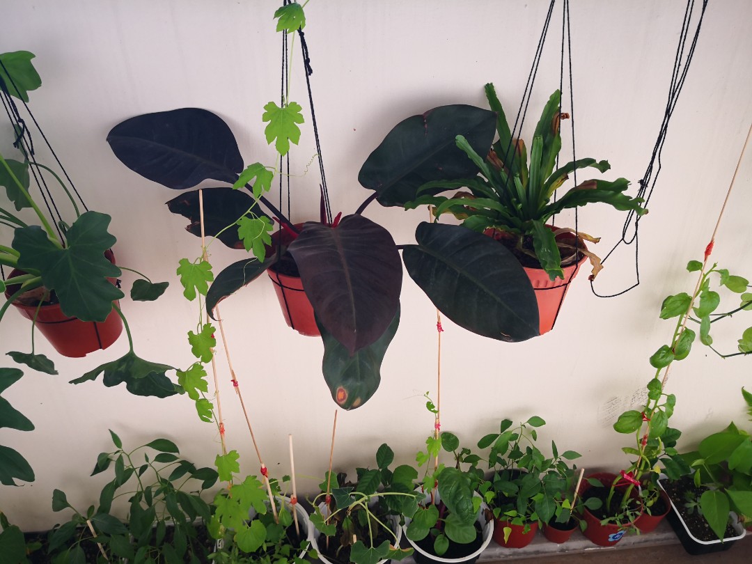 Philodendron black congo + fern, Furniture & Home Living, Gardening ...