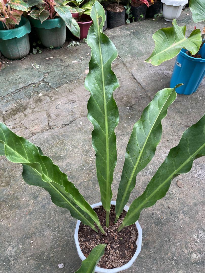 Renaissance anthurium, Furniture & Home Living, Gardening, Plants ...