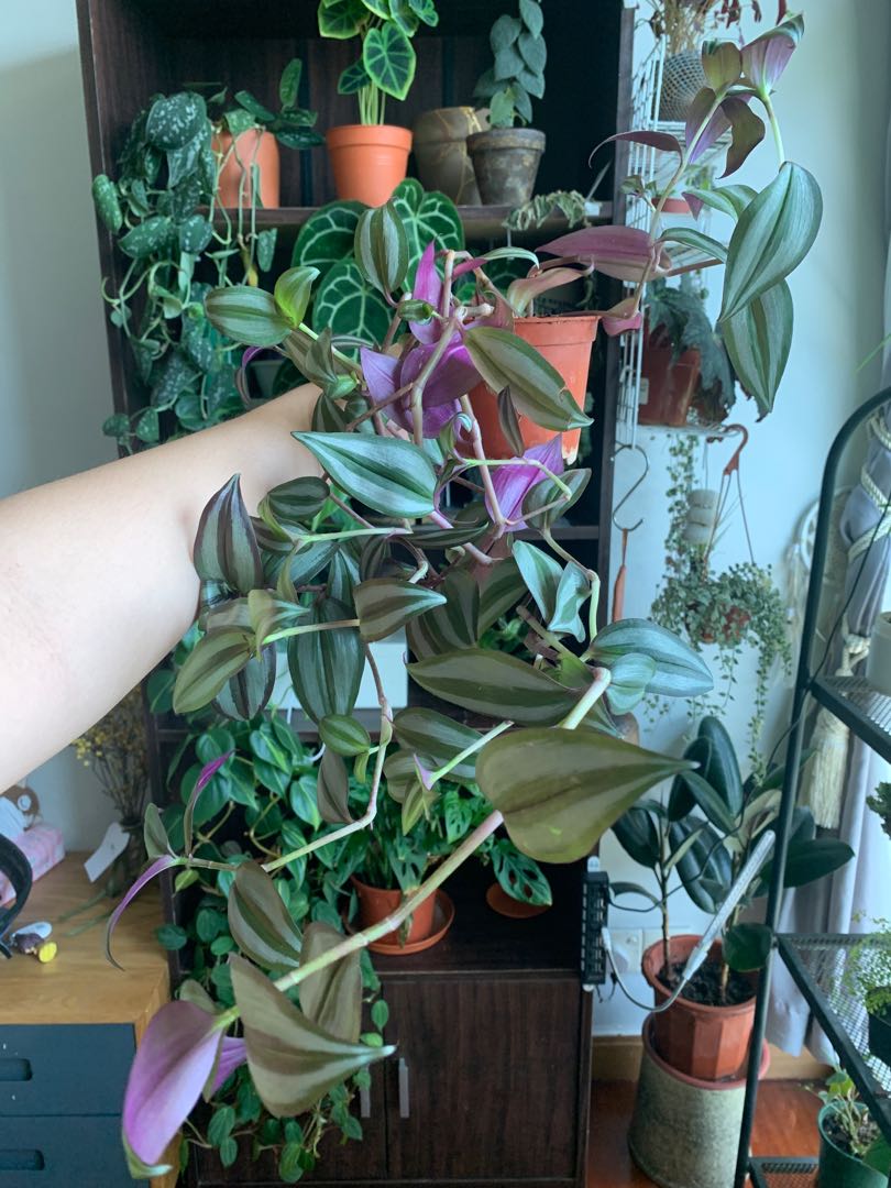 Transcendia Zebrina Wandering Jew Purple Inch, Furniture & Home Living ...