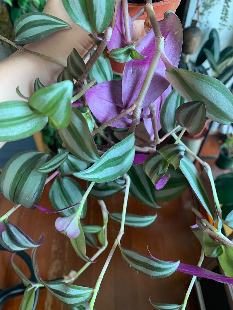 Transcendia Zebrina Wandering Jew Purple Inch, Furniture & Home Living ...