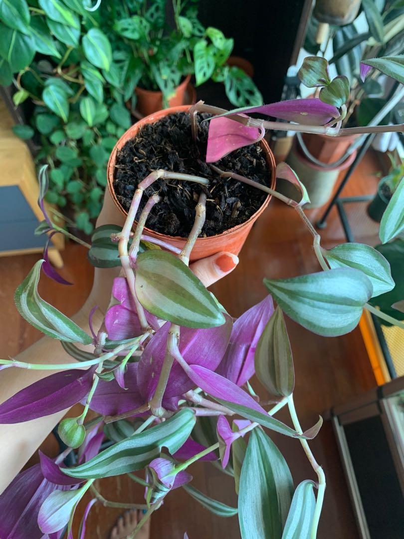 Transcendia Zebrina Wandering Jew Purple Inch, Furniture & Home Living ...