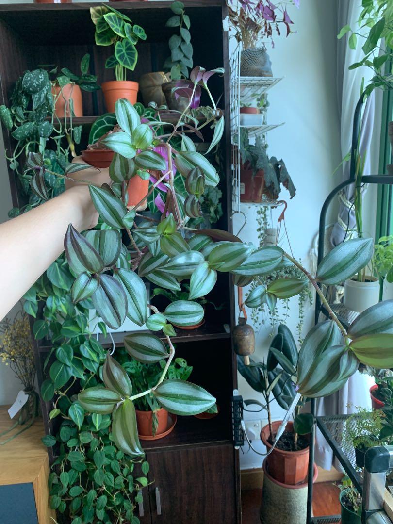 Transcendia Zebrina Wandering Jew Purple Inch, Furniture & Home Living ...