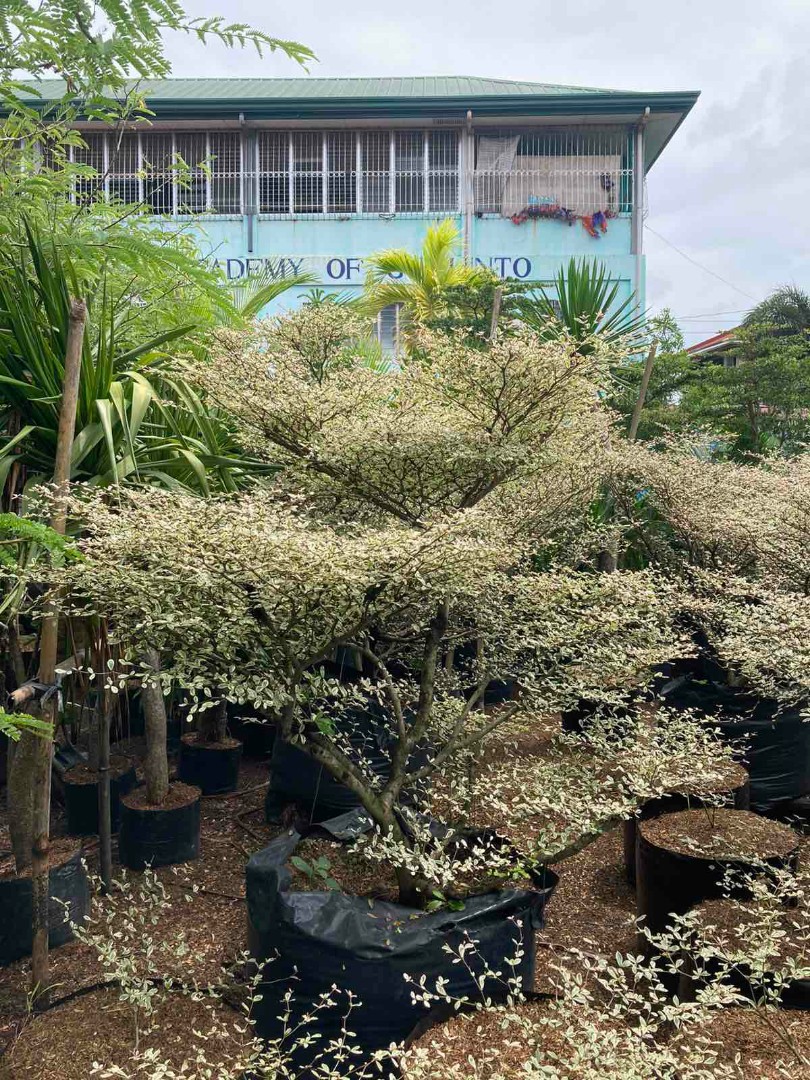 African talisay 5ft, Furniture & Home Living, Gardening, Plants & Seeds ...
