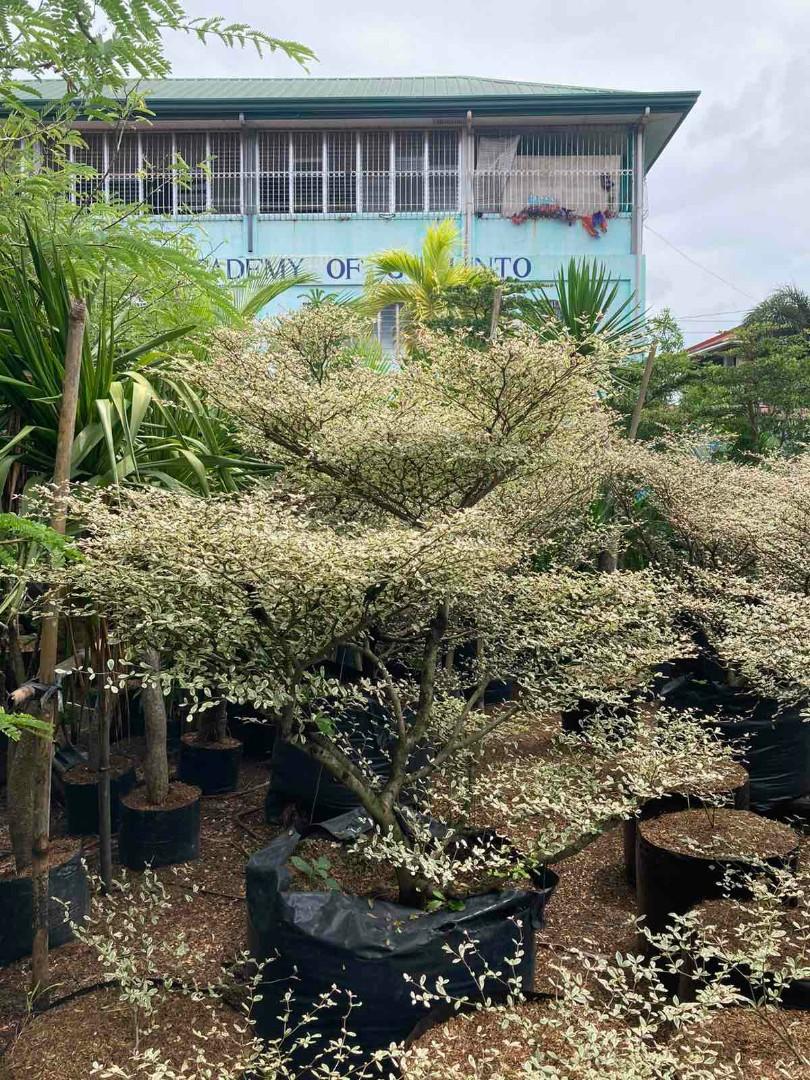 African talisay 5ft, Furniture & Home Living, Gardening, Plants & Seeds ...