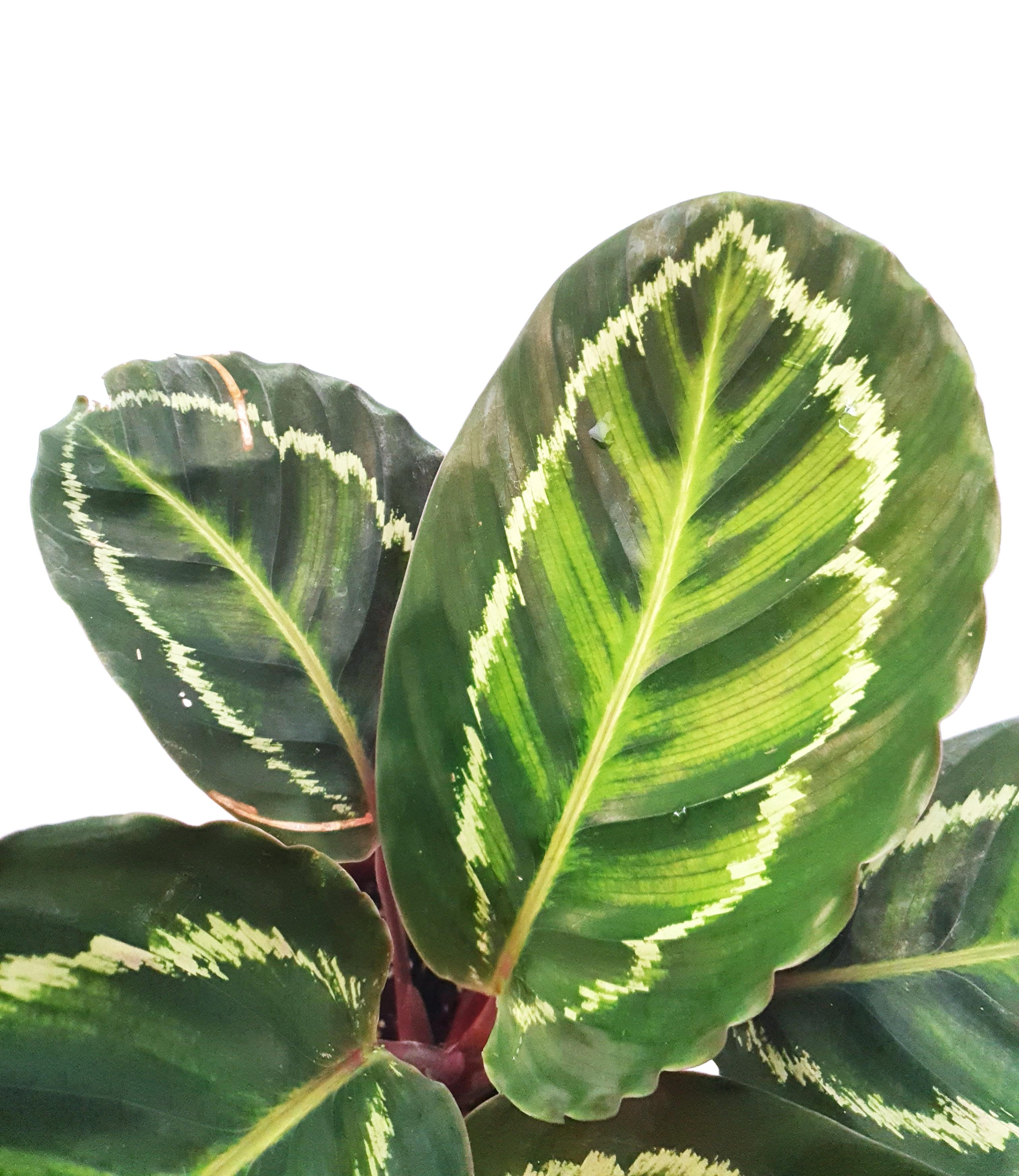 Calathea Roseopicta Cora, Furniture & Home Living, Gardening, Plants ...