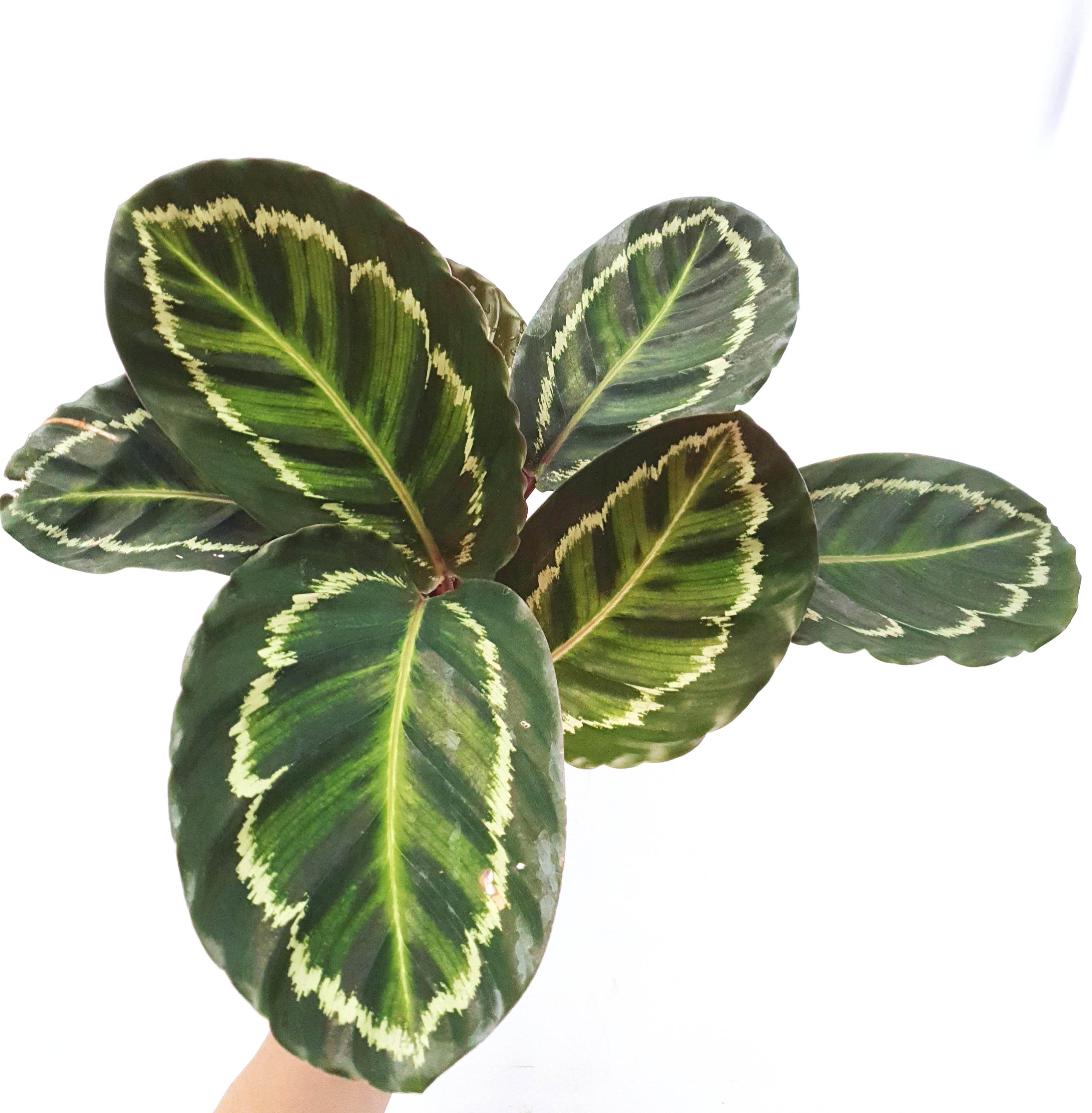 Calathea Roseopicta Cora, Furniture & Home Living, Gardening, Plants ...