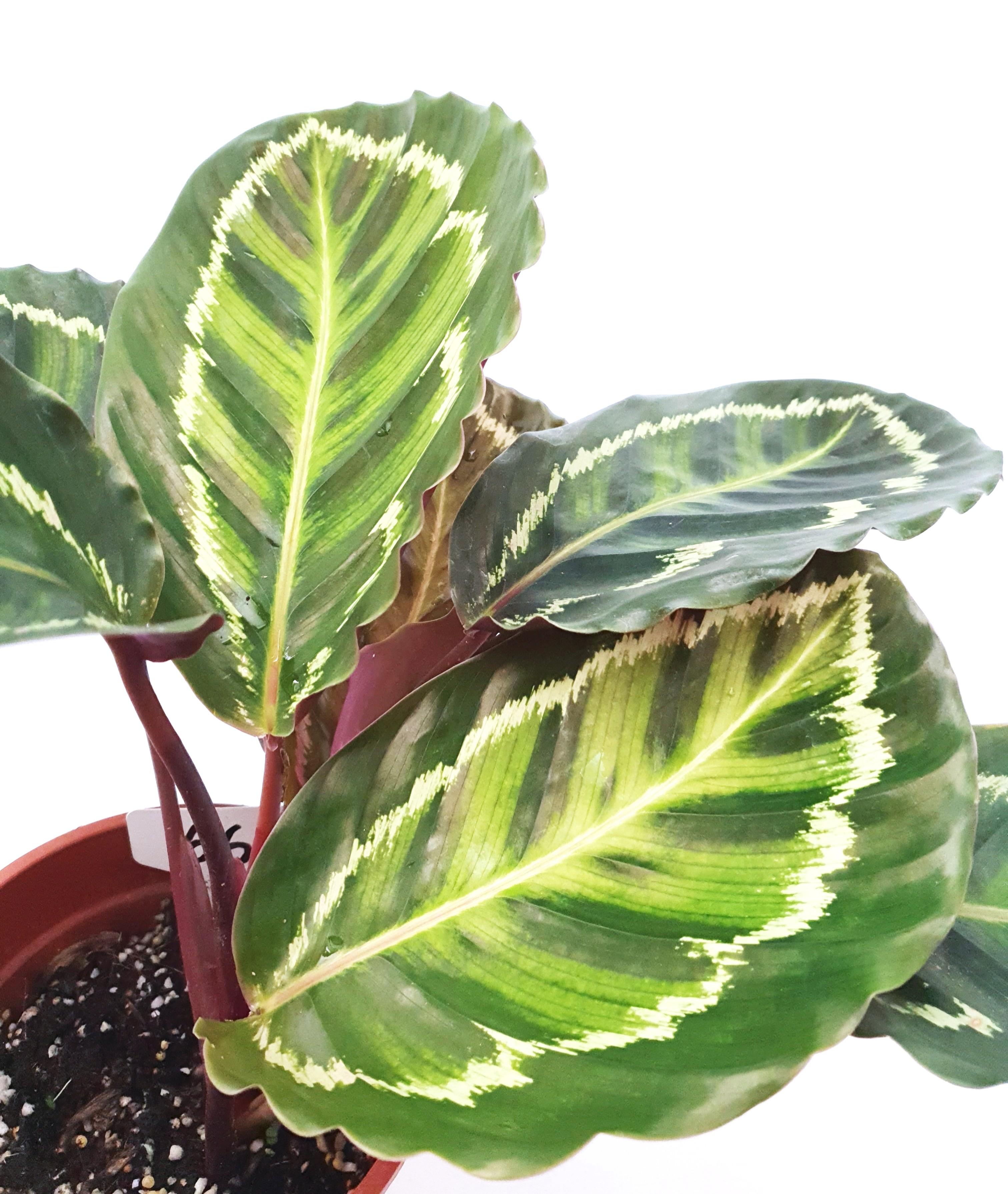 Calathea Roseopicta Cora, Furniture & Home Living, Gardening, Plants ...