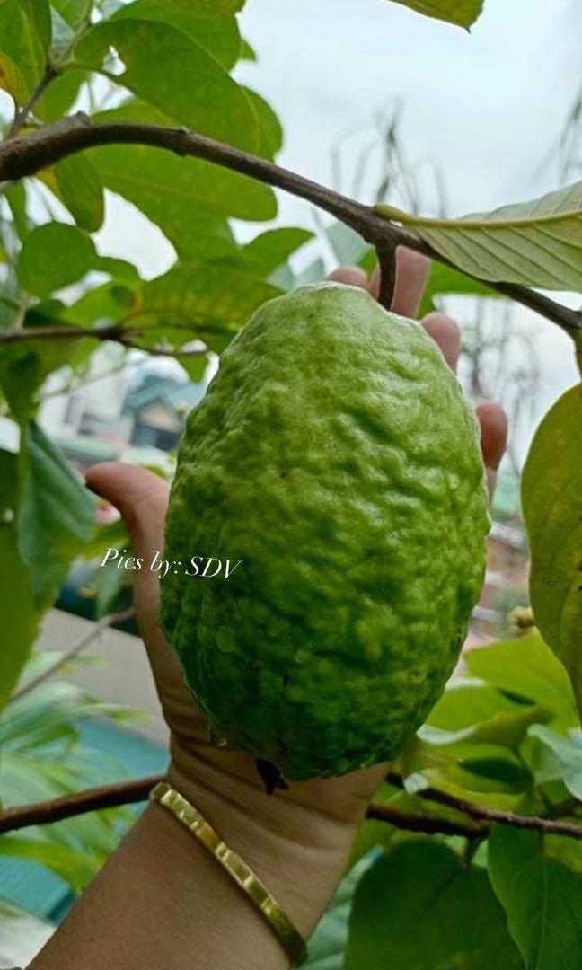 Guapple Tree, Furniture & Home Living, Gardening, Plants & Seeds on ...