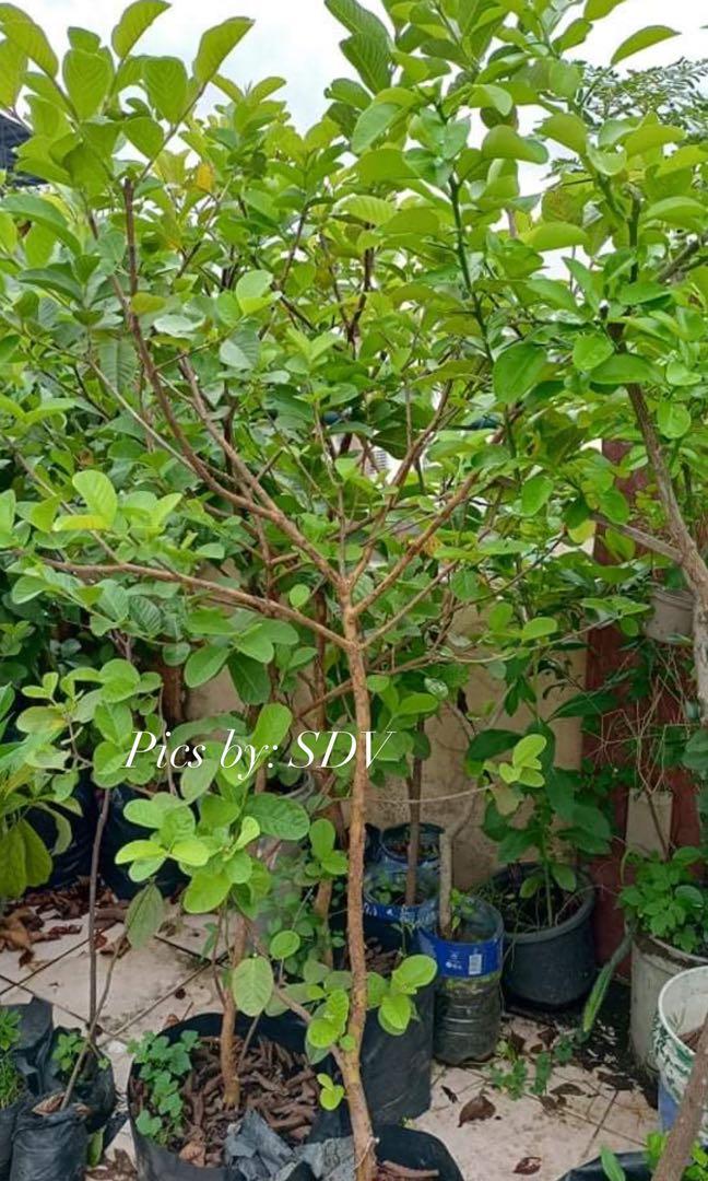 Guapple Tree, Furniture & Home Living, Gardening, Plants & Seeds on ...