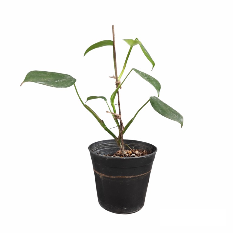 Philodendron eximium, Furniture & Home Living, Gardening, Plants ...