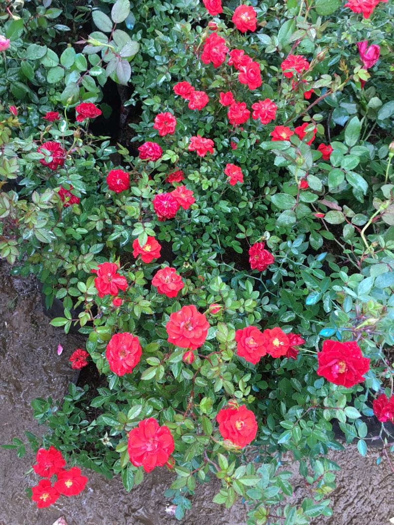 piti mini rose, Furniture & Home Living, Gardening, Plants & Seeds on ...