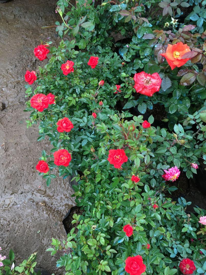 piti mini rose, Furniture & Home Living, Gardening, Plants & Seeds on ...