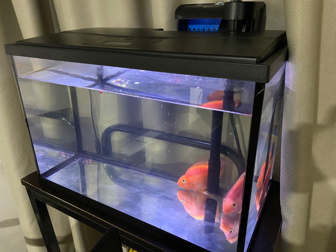 Resun 21L fish tank starter kit, Pet Supplies, Homes & Other Pet ...