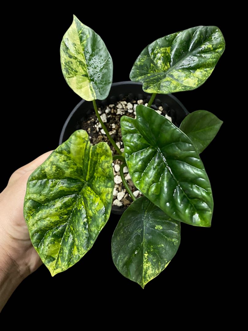 Alocasia sinuata variegated, Furniture & Home Living, Gardening, Plants ...