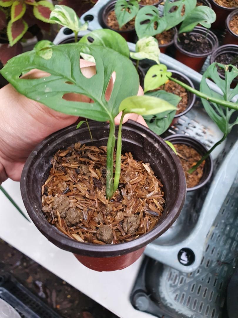 Monstera Adansonii, Manjula Pothos, and Heartleaf Philodendron ...