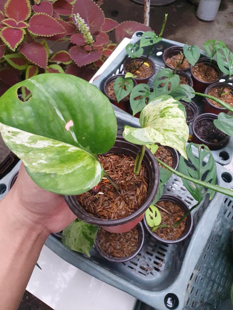Monstera Adansonii, Manjula Pothos, and Heartleaf Philodendron ...