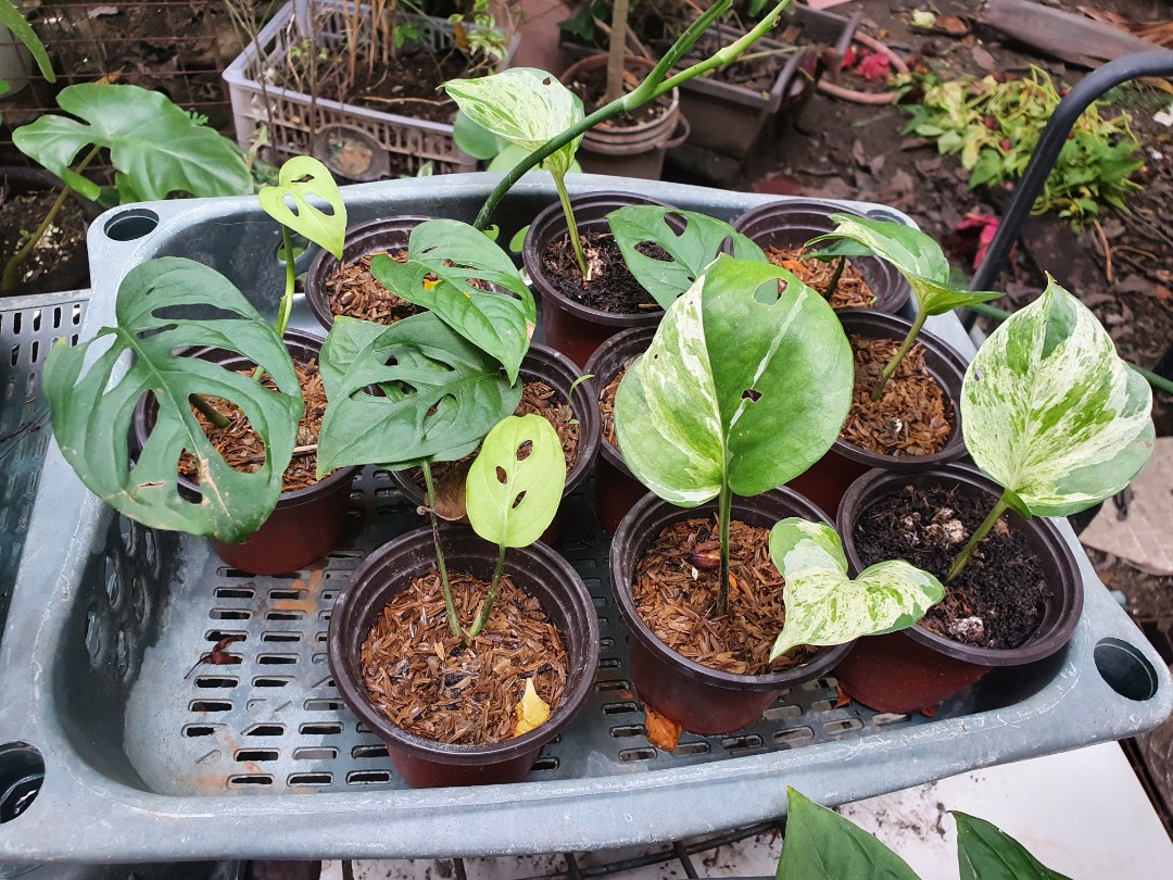 Monstera Adansonii, Manjula Pothos, and Heartleaf Philodendron ...